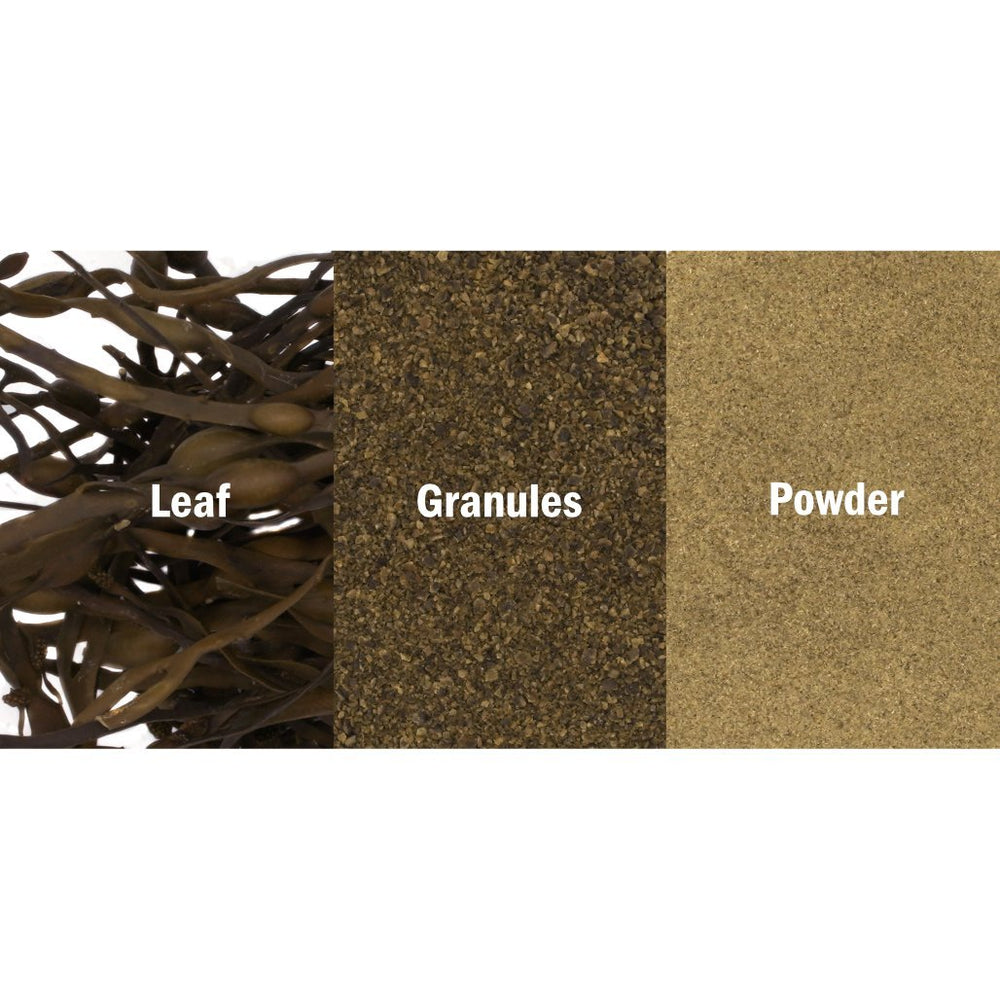 Organic Rockweed Granules (Ascophyllum nodosum) - Wild-Harvested Atlan